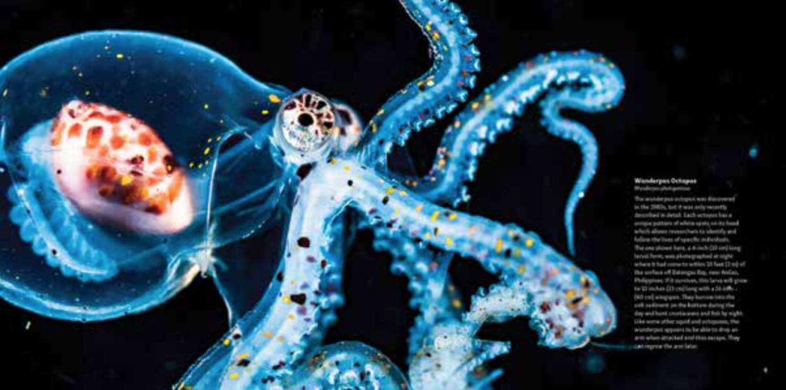 Strange Sea Creatures – Erich Hoyt Books